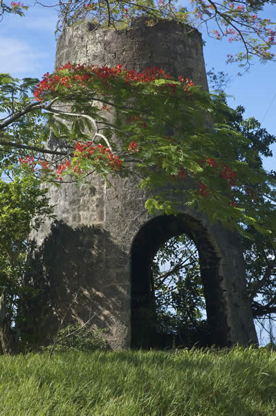 Sheena Jolley Projetcs - Na Redlegs - The Invisible Irish in Barbados