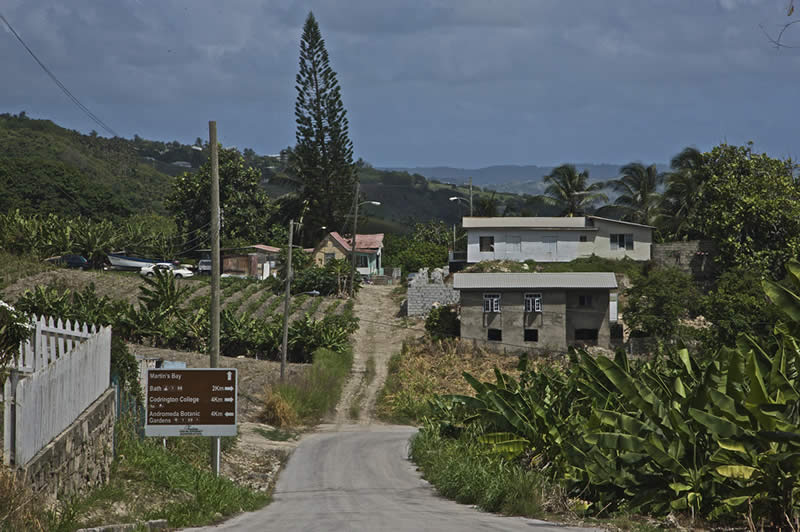 Sheena Jolley Projetcs - Na Redlegs - The Invisible Irish in Barbados